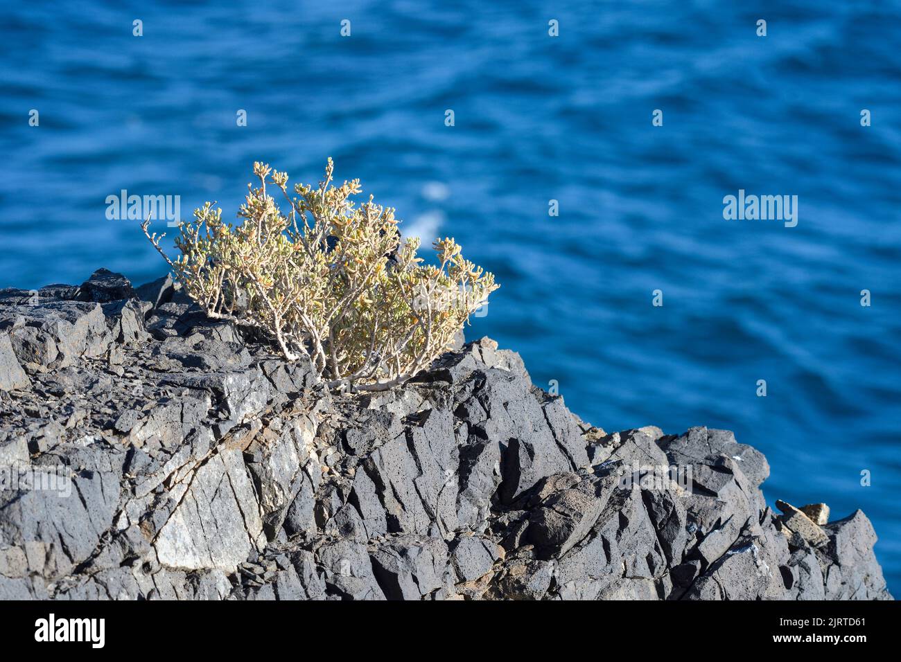 Arbusto suculento, autóctono de Islas Canarias y zonas de Noroeste de ...