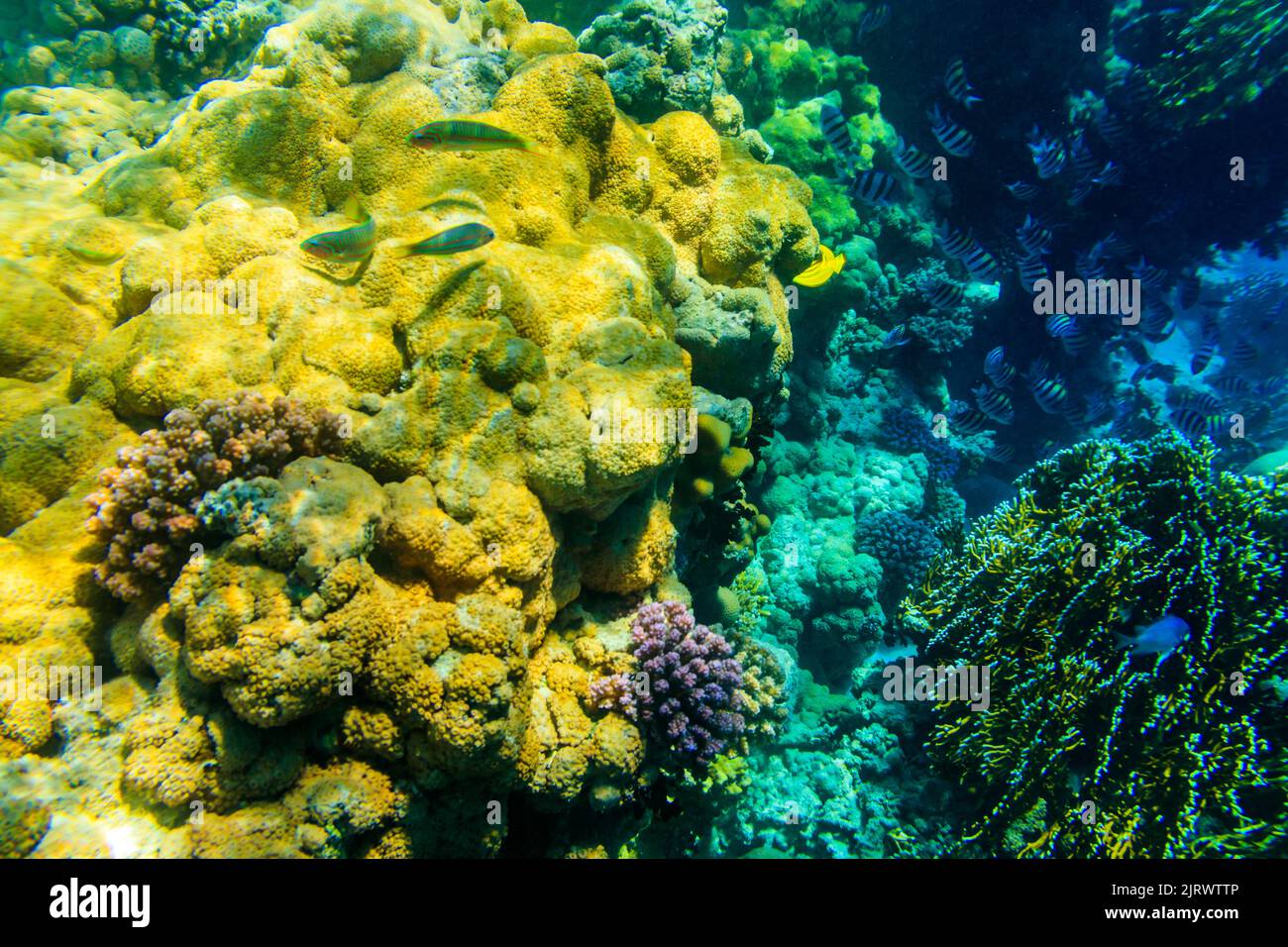 Récif de corail dans la mer Rouge dans le parc national de Ras Mohammed ...