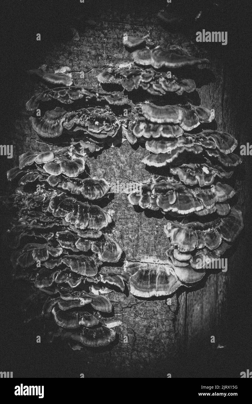 Champignons des arbres Banque d'images noir et blanc - Alamy
