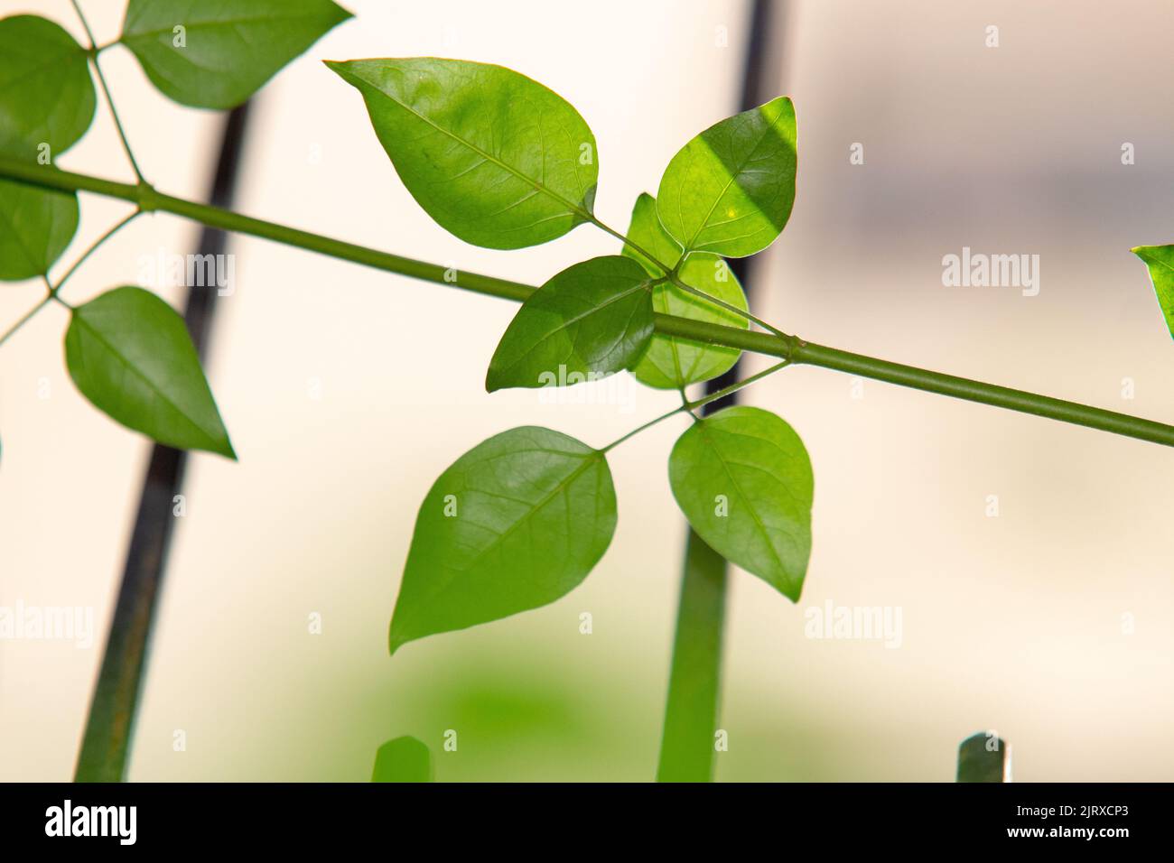 Les inflorescences apparaissent au printemps et en été, sont axillaires ...