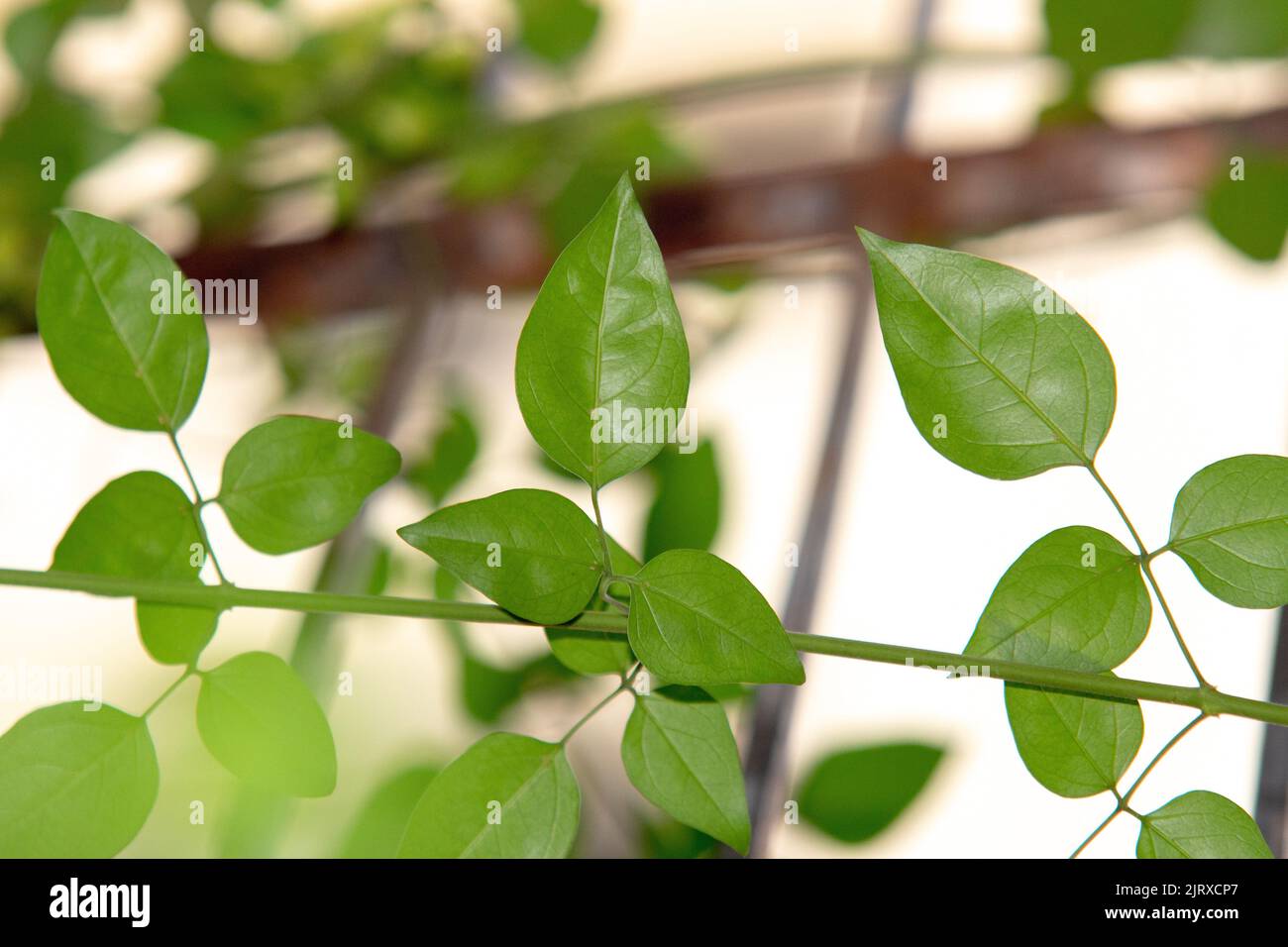 Les inflorescences apparaissent au printemps et en été, sont axillaires ...