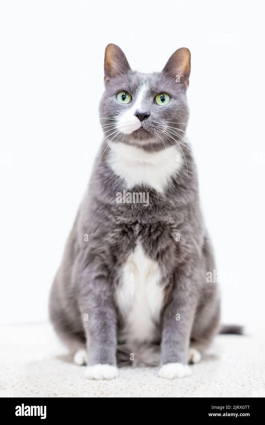 Chat obèse assis Banque de photographies et d’images à haute résolution ...