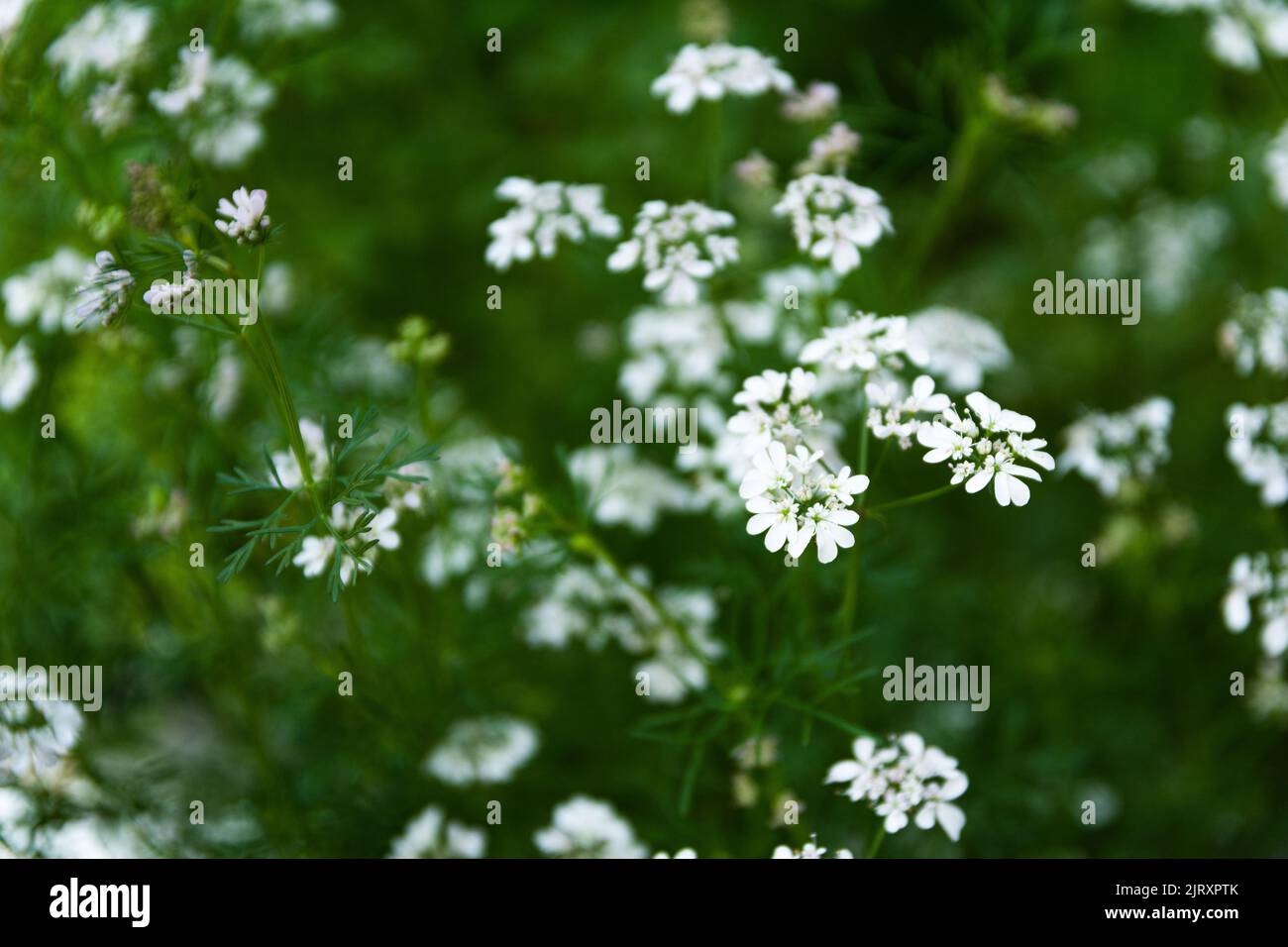 Fleur de persil Banque de photographies et d’images à haute résolution ...
