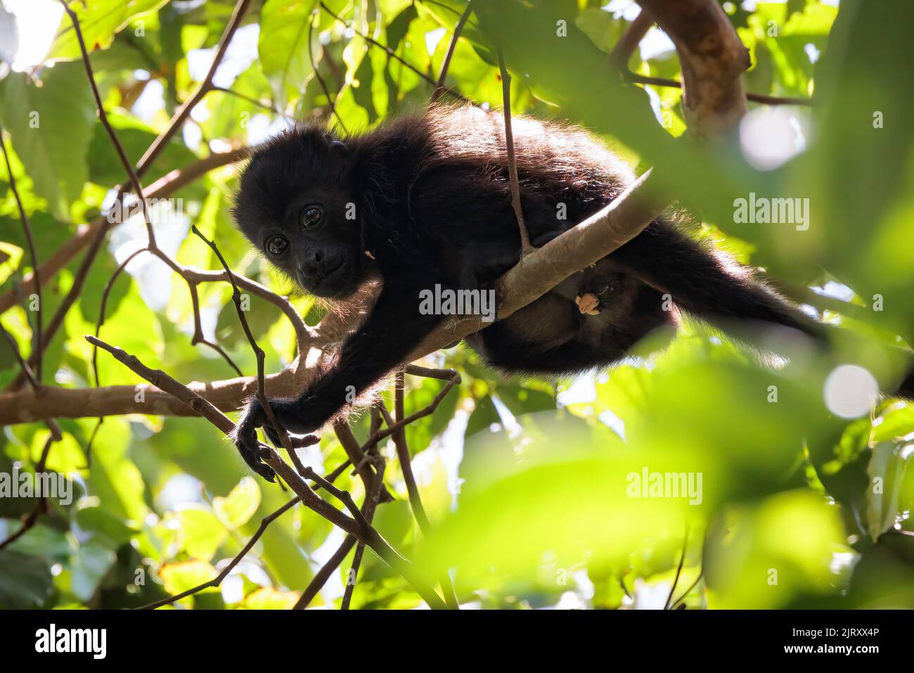 Singe hurleur au costa rica Banque de photographies et d’images à haute ...
