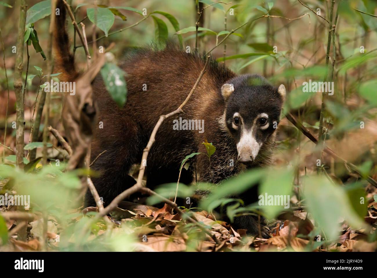 Coati solitaire Banque de photographies et d’images à haute résolution ...
