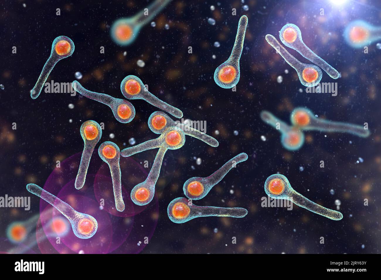 Tetanus bacillus Banque de photographies et d’images à haute résolution ...