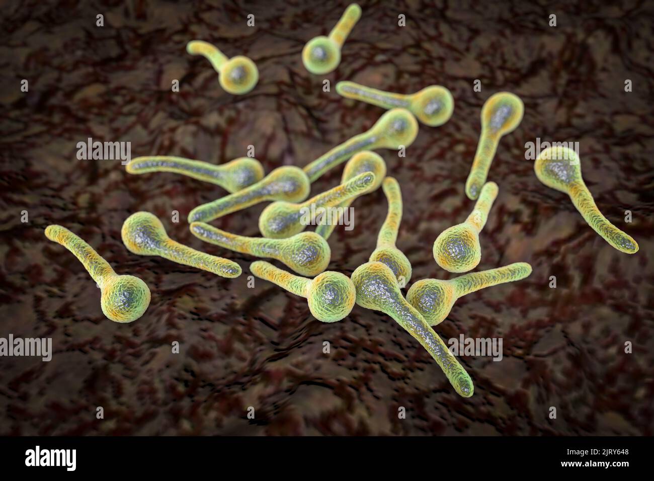 Tetanus bacillus Banque de photographies et d’images à haute résolution ...