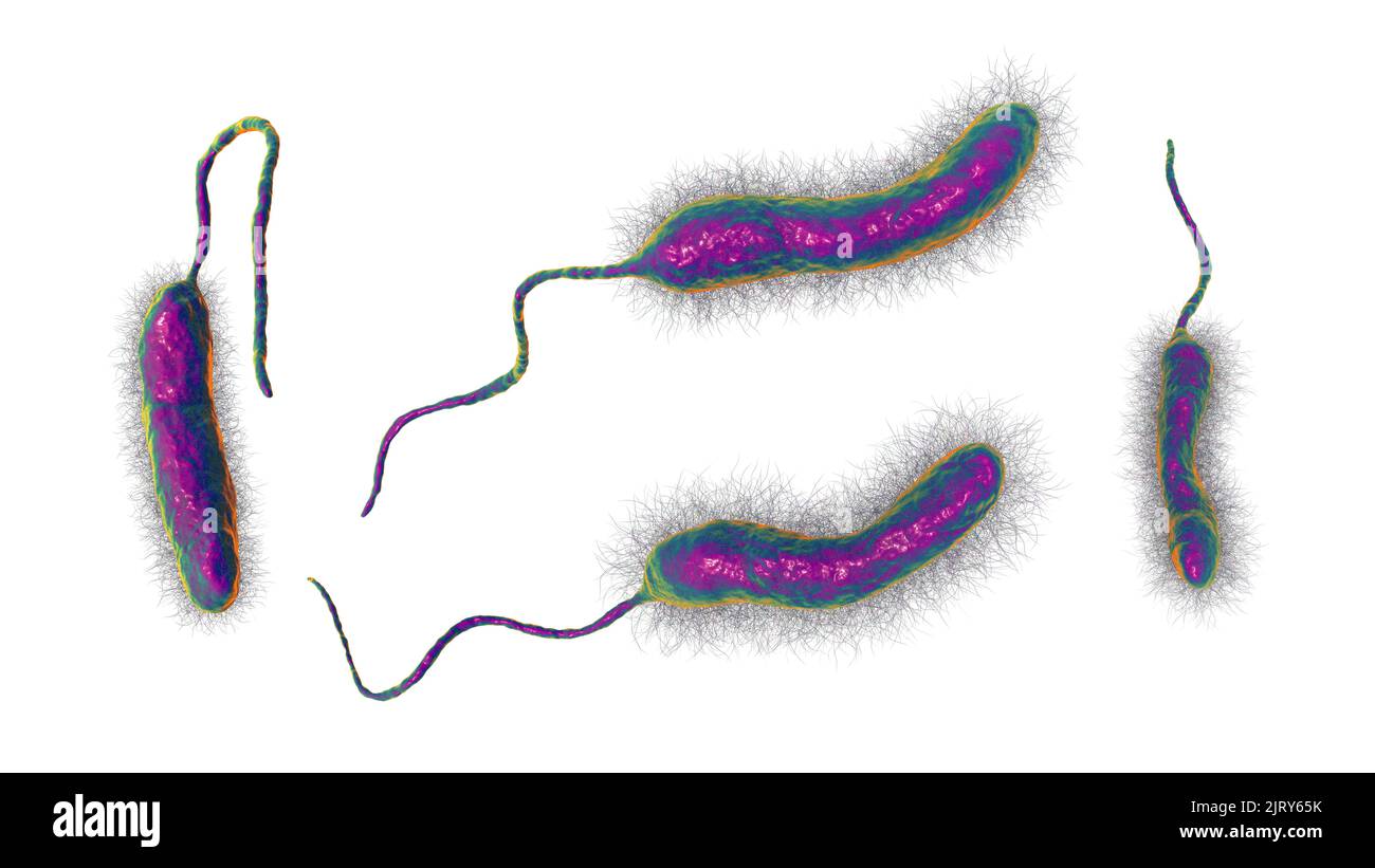 Bacterias flageladas Banque d'images détourées - Alamy