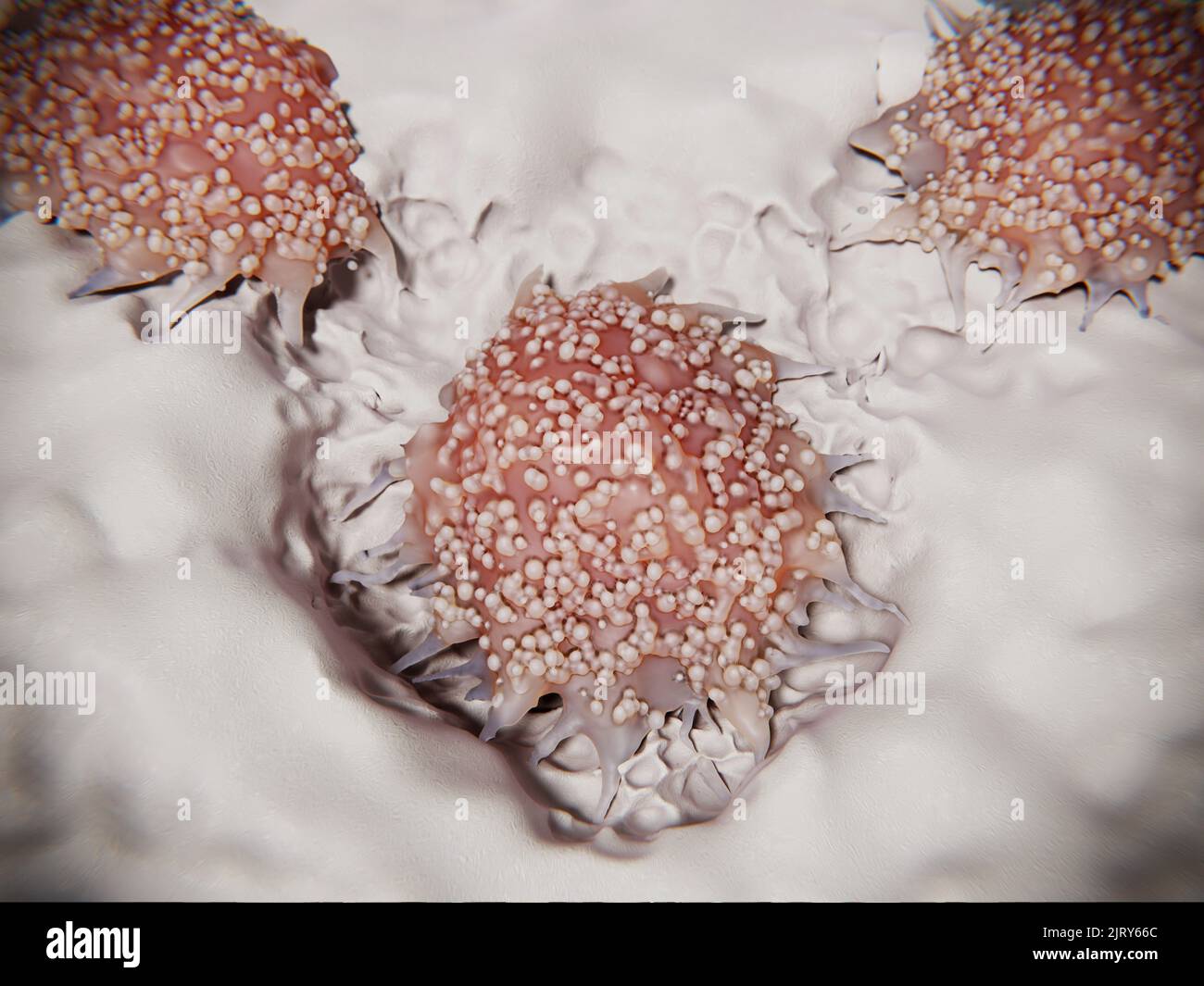 Osteoclast cell Banque de photographies et d’images à haute résolution ...