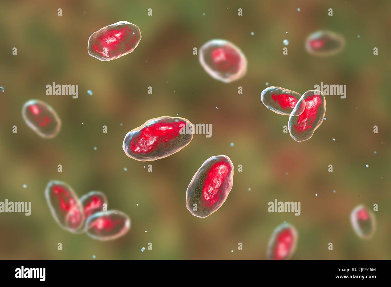 Yersinia pseudotuberculosis bacteria Banque de photographies et d ...