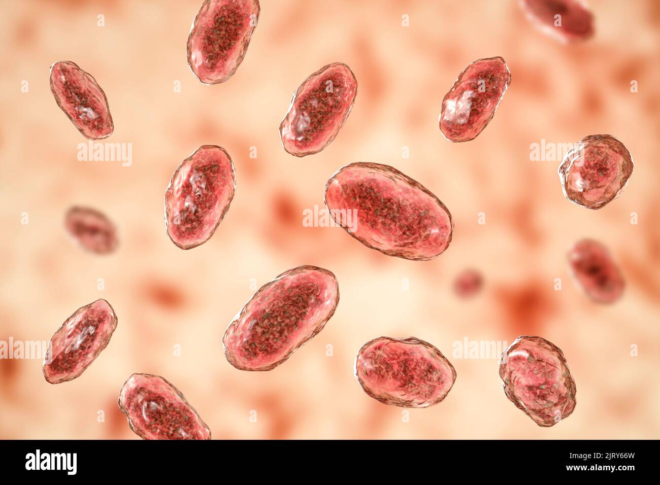 Yersinia enterocolitica bacteria Banque de photographies et d’images à ...