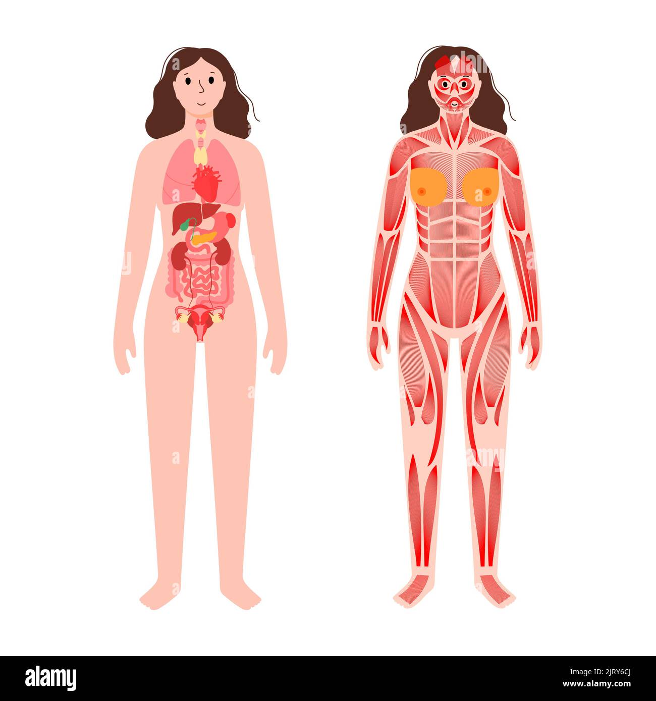 Female Muscles Diagram Banque Dimages Détourées Alamy