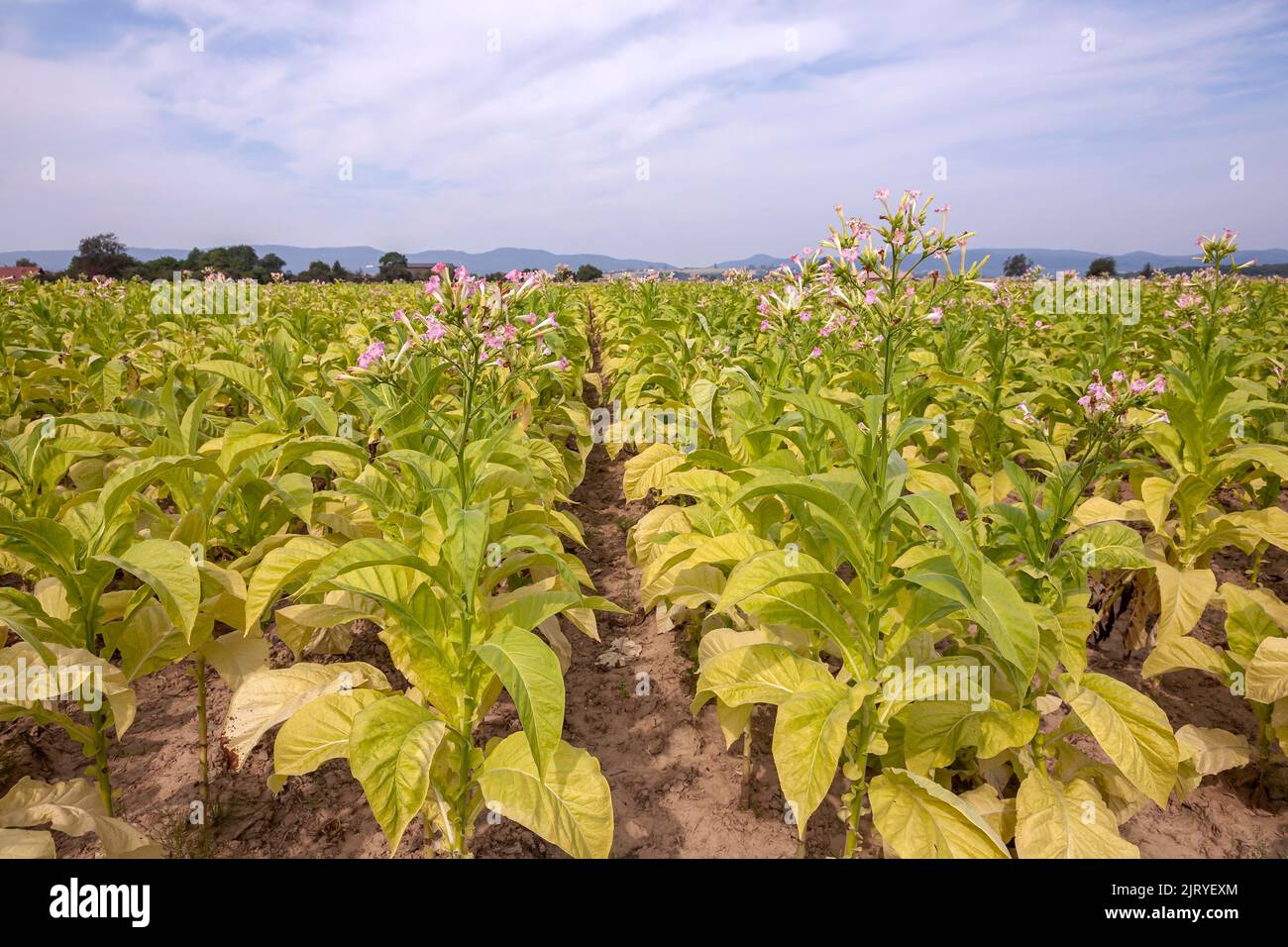 Tobacco field alsace france Banque de photographies et d’images à haute ...