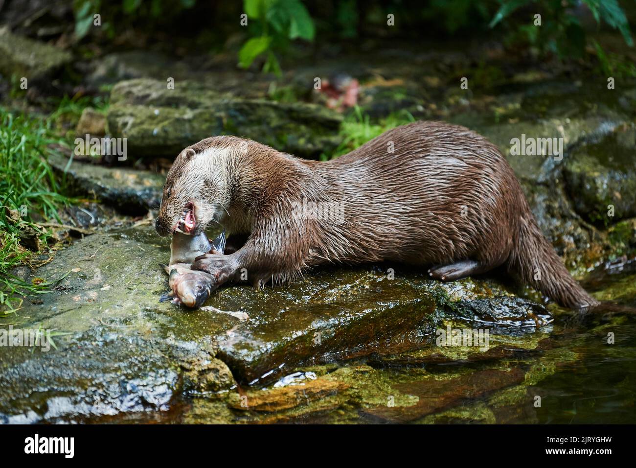 Loutre eurasien (Lutra lutra), manger un poisson, Bavière, Allemagne ...