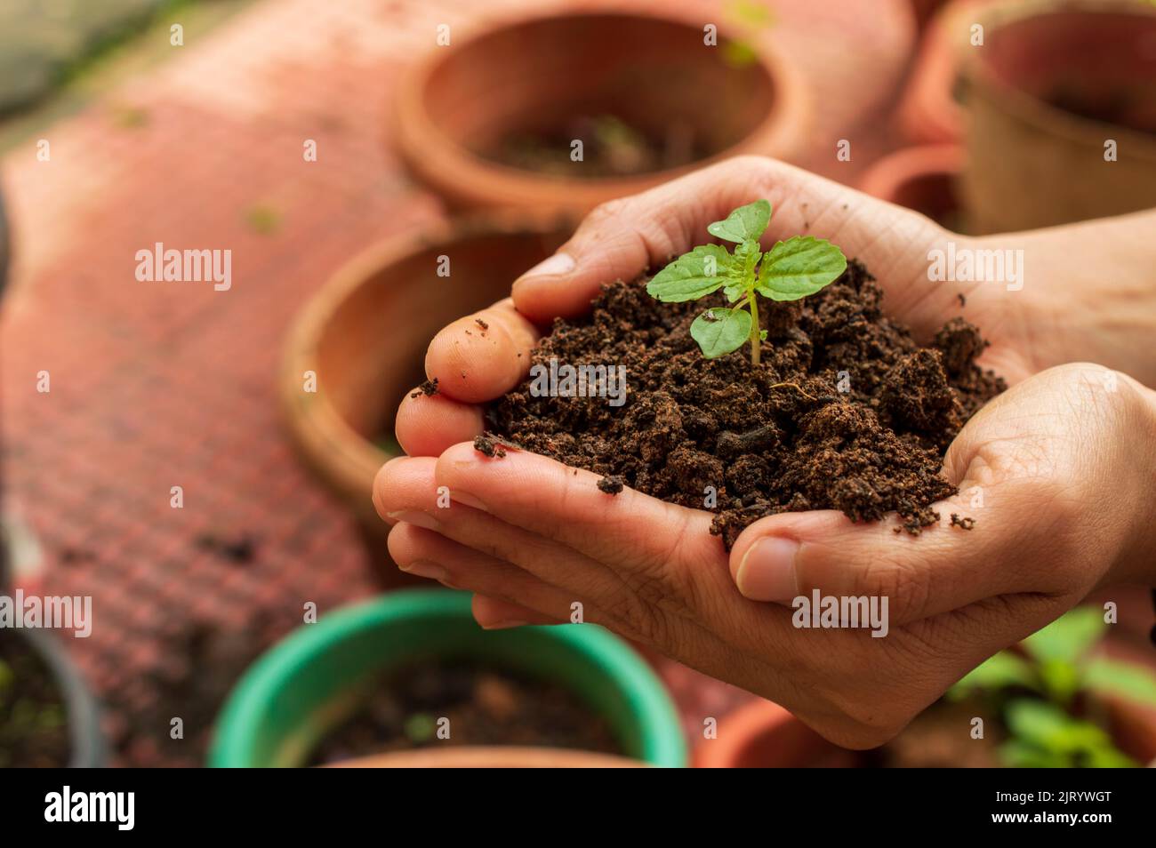Une plantule est une jeune plante qui se développe à partir d'un ...