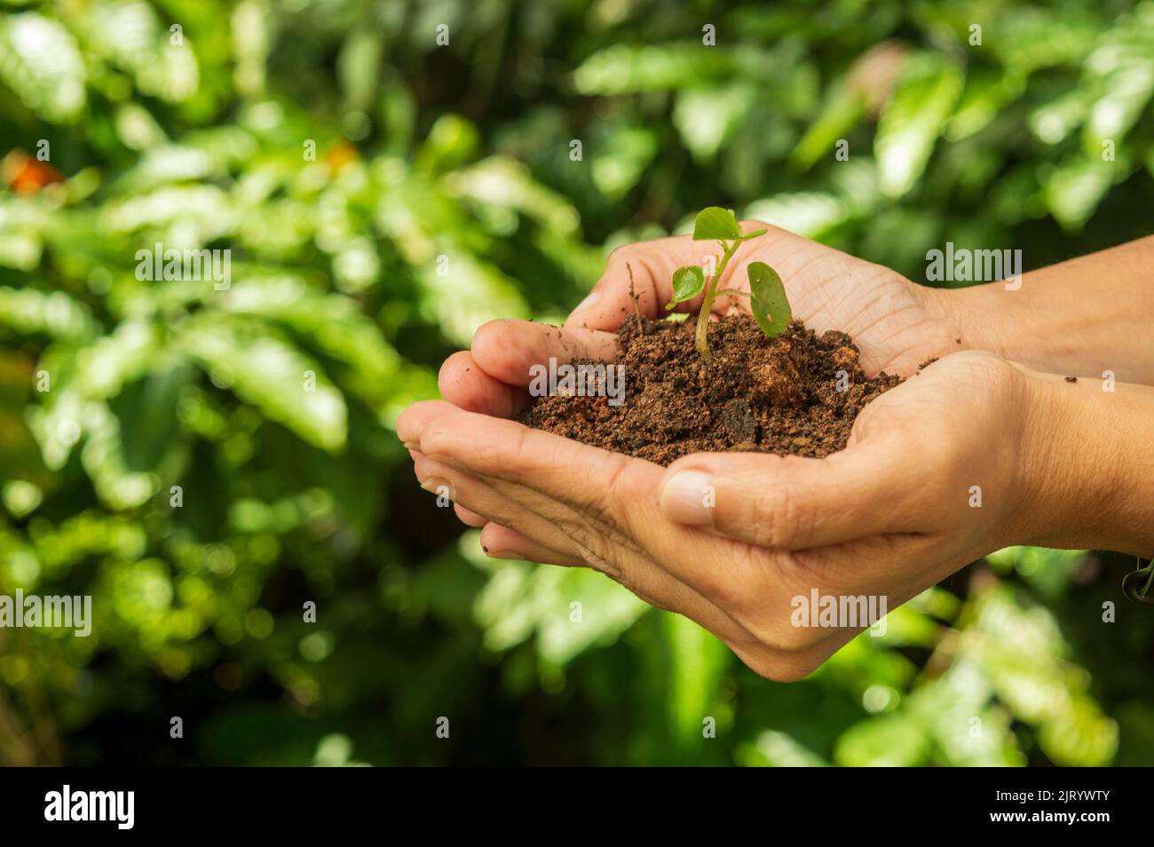 Une plantule est une jeune plante qui se développe à partir d'un ...