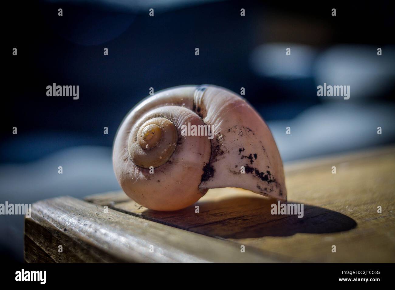 Gros plan d'un escargot Banque de photographies et d’images à haute ...