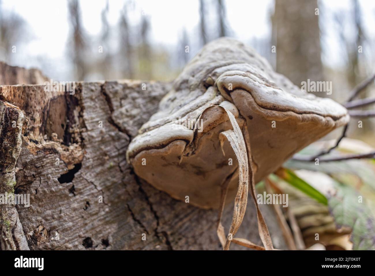 Gros champignon parasite qui pousse sur les troncs d'arbre. Le ...