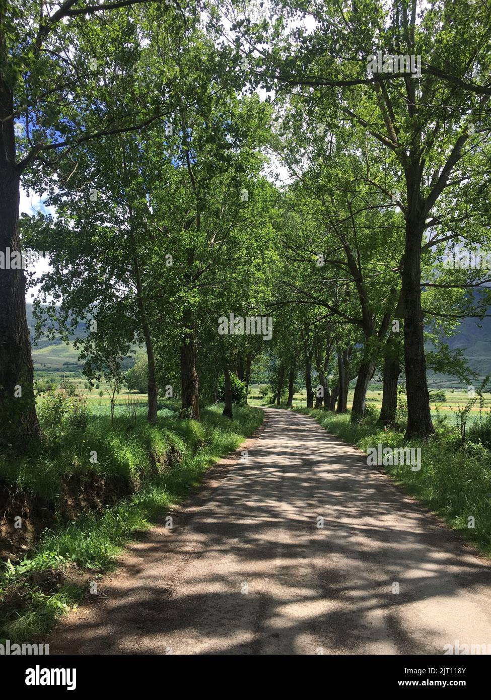 Une photo verticale d'une route entourée d'une nature verdoyante et ...