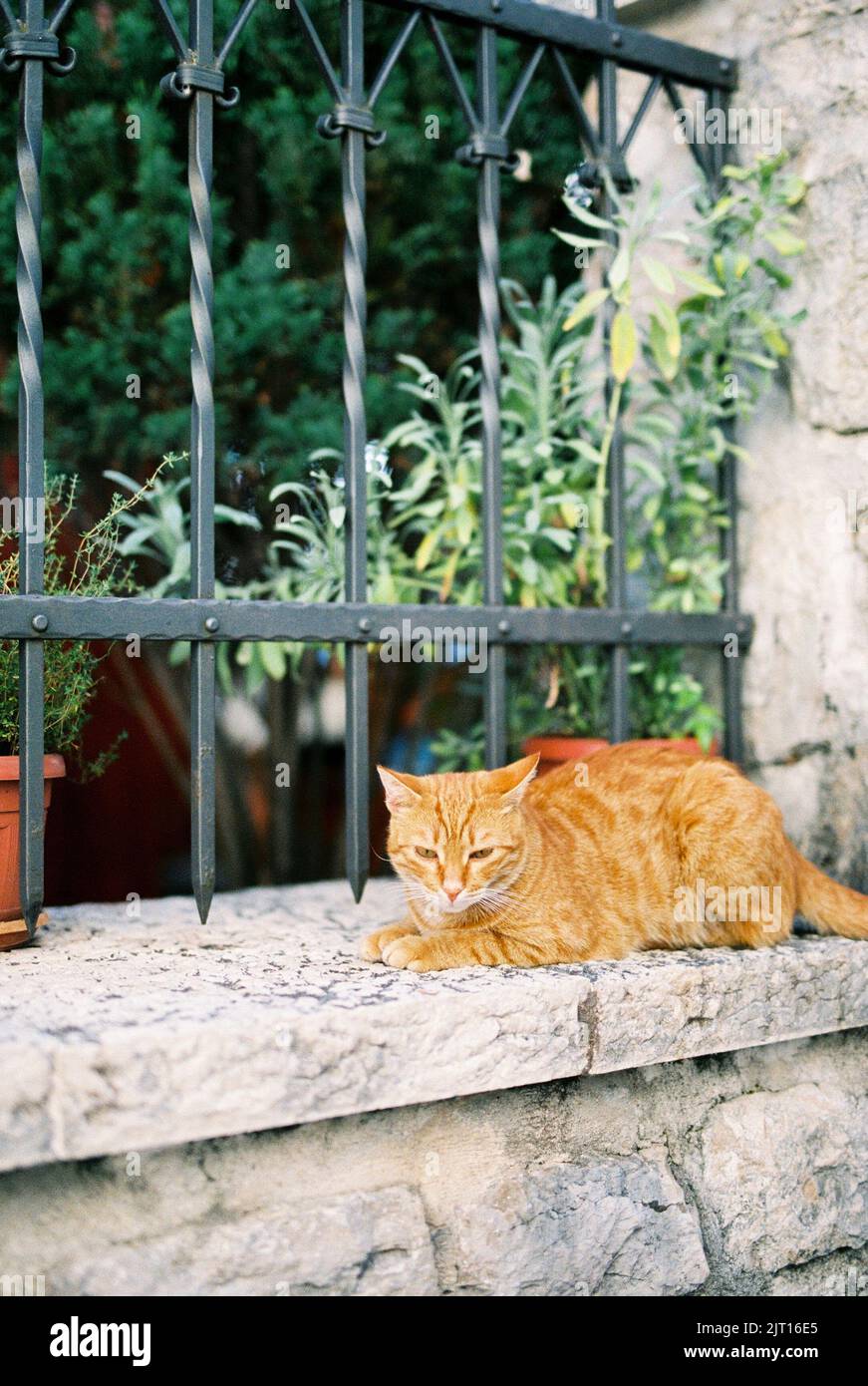Le chat rouge se trouve sur une clôture en pierre près d'un treillis ...