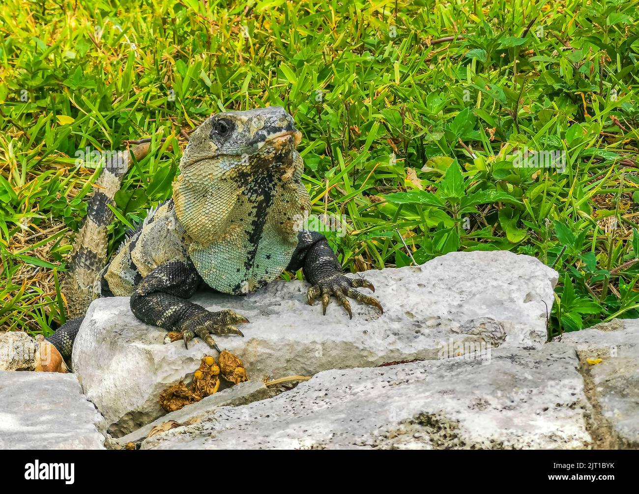 Immense animal gecko d'Iguana sur les rochers de l'ancien site des ruines mayas de Tulum avec ...
