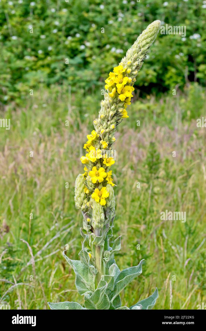 Grandes fleurs jaunes Banque de photographies et d’images à haute ...
