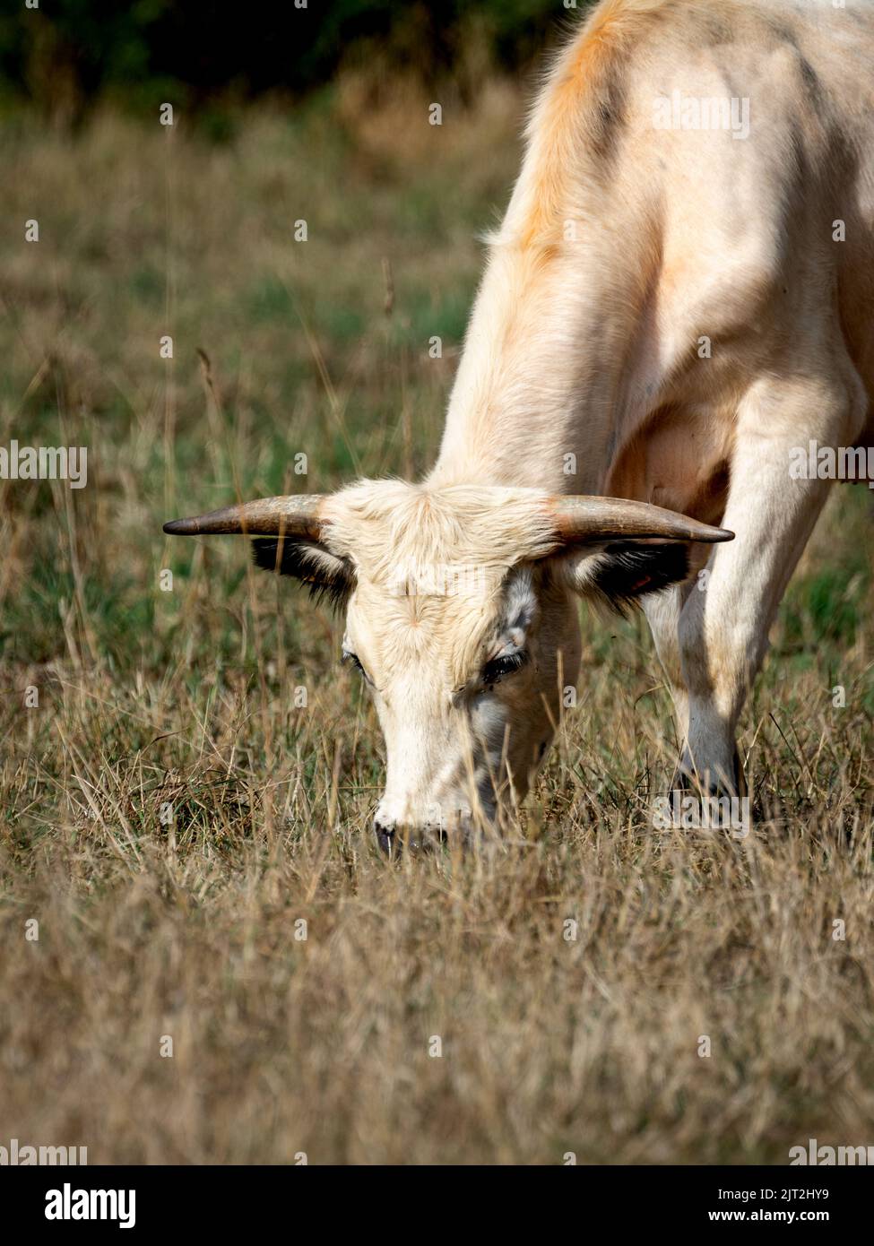 Rare breed of cow Banque de photographies et d’images à haute ...