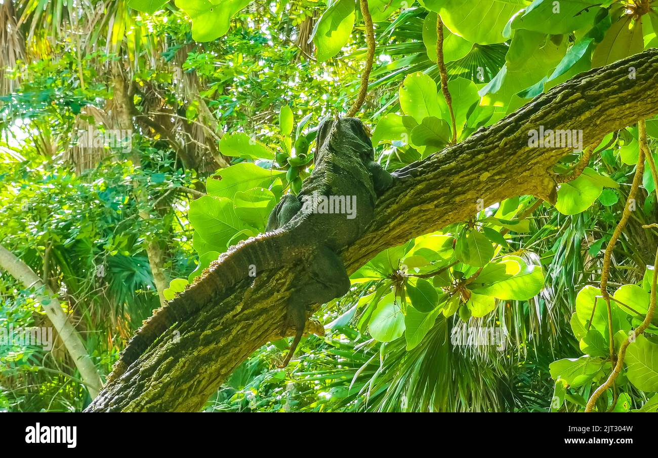 L'immense animal gecko d'Iguana qui se trouve sur une branche d'un arbre sur le site maya des ...