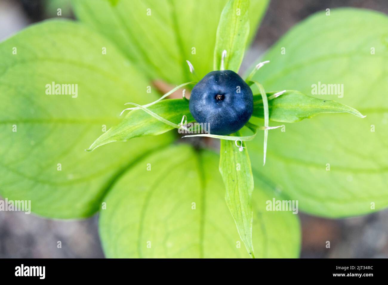 Poisonous fruits Banque de photographies et d’images à haute résolution ...