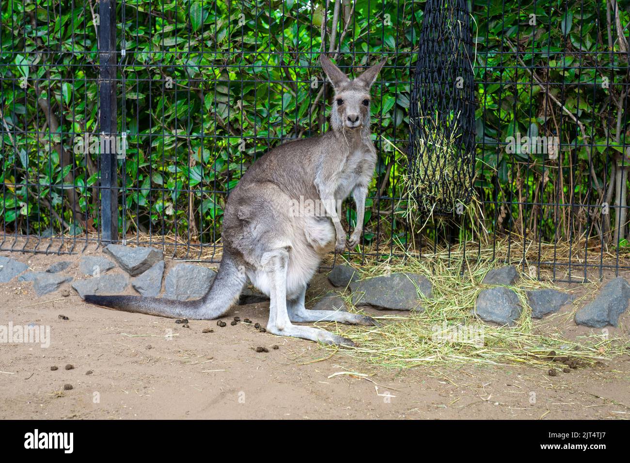 Red giant kangaroo Banque de photographies et d’images à haute ...
