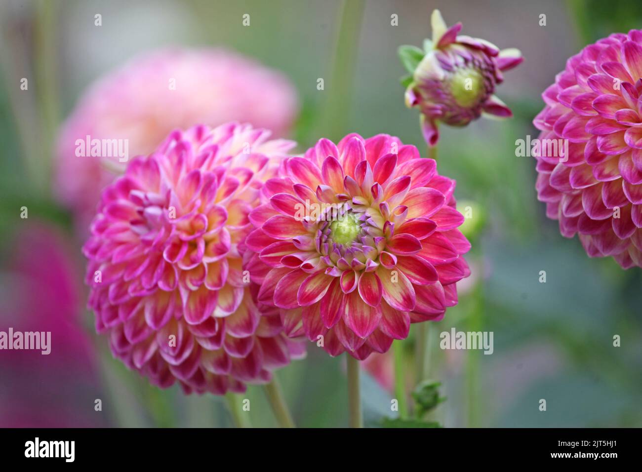 Dahlia hapet Banque de photographies et d’images à haute résolution - Alamy
