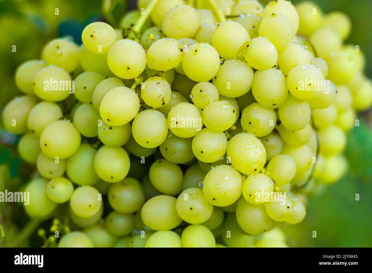 Gros plan raisin blanc, vigne en raisin dans le jardin. Bouquet de ...