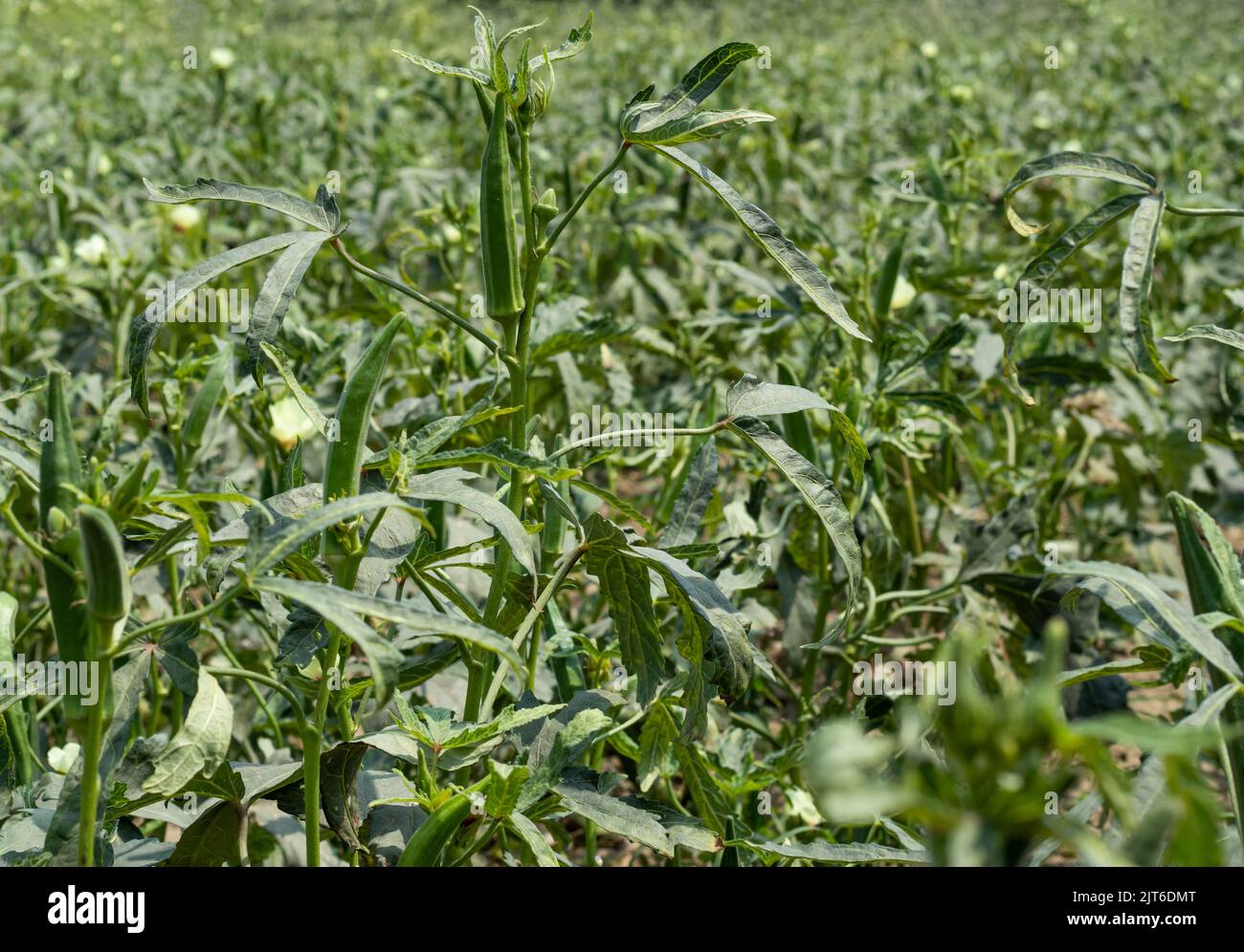 Okra, les doigts de la dame, le jumbo, ou bhindi est le légume le plus ...