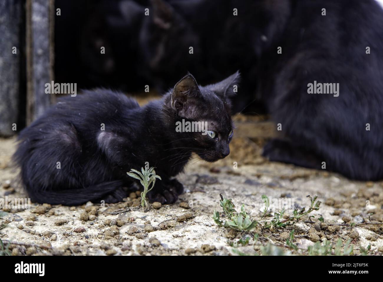 Black cat sad face Banque de photographies et d’images à haute ...