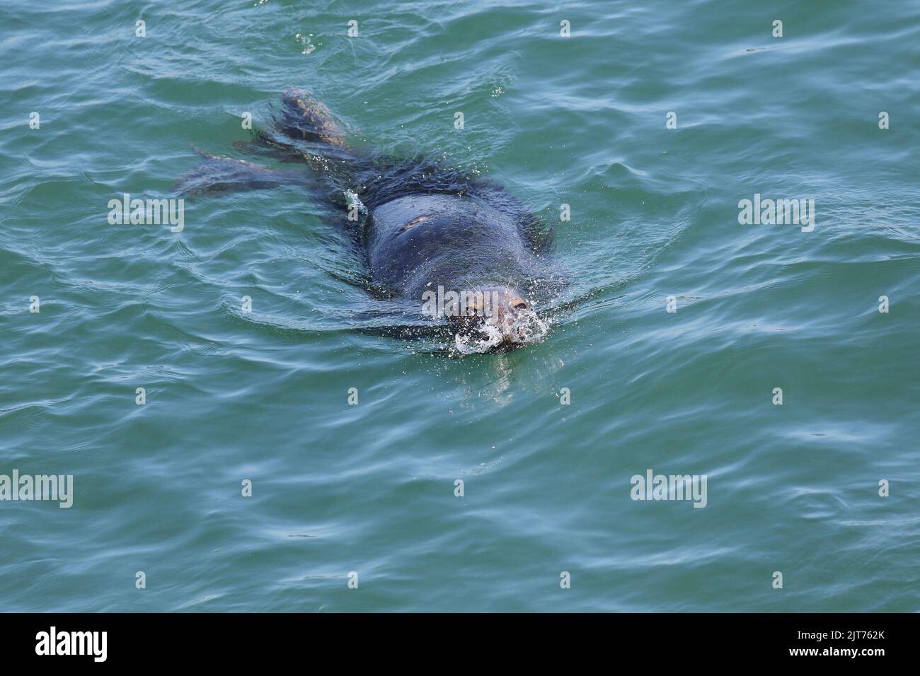Phoque gris nageant dans les eaux turquoise du port de Chatham, Cape ...