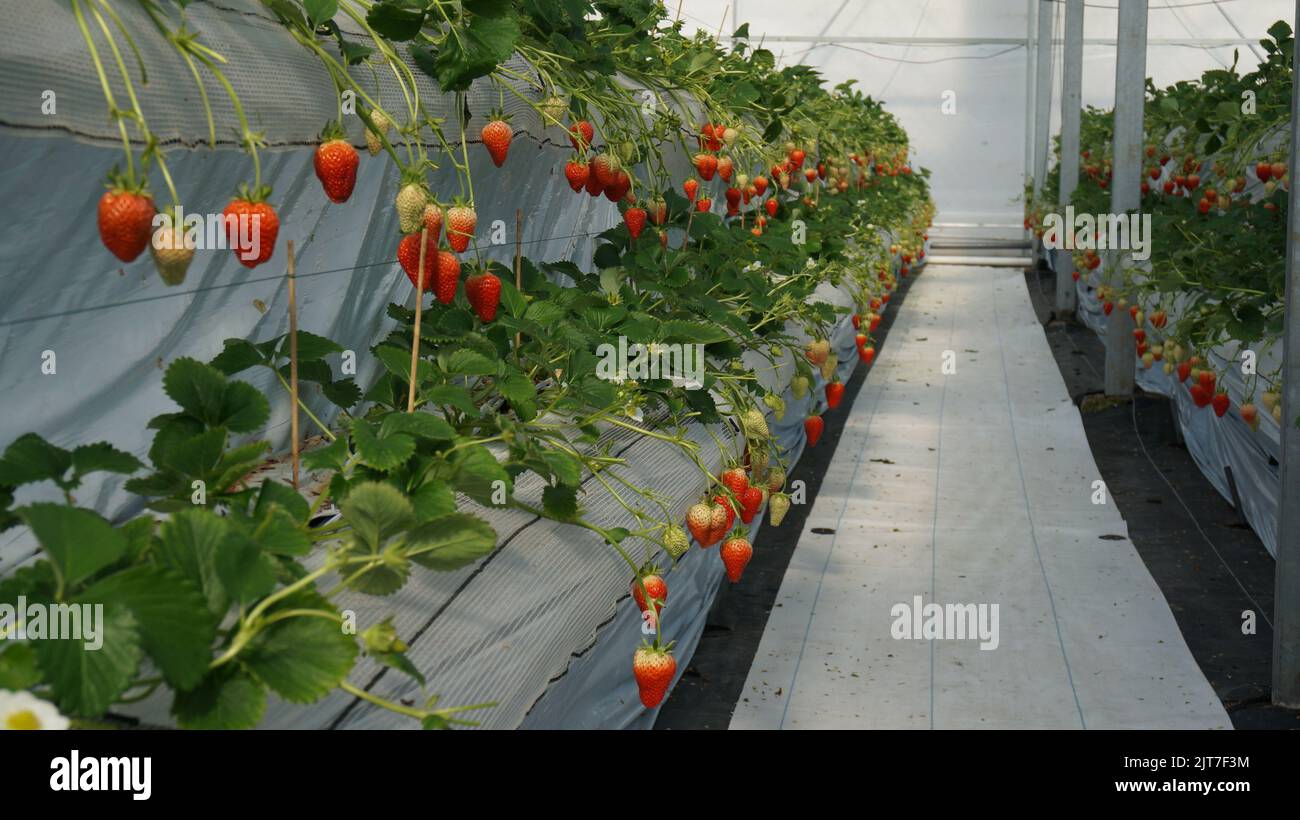 Fraises de culture Banque de photographies et d’images à haute ...