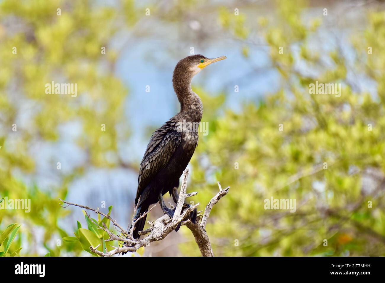 Un Cormorant néotrope (Phalacrocorax brasilianus), alias Shag, perché ...
