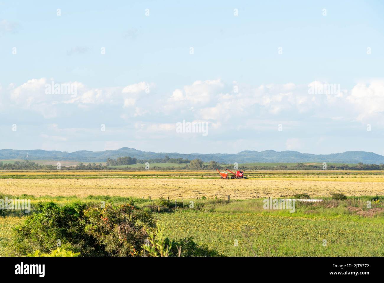 Culture de plantation de riz irriguée. Culture céréalière au Brésil ...