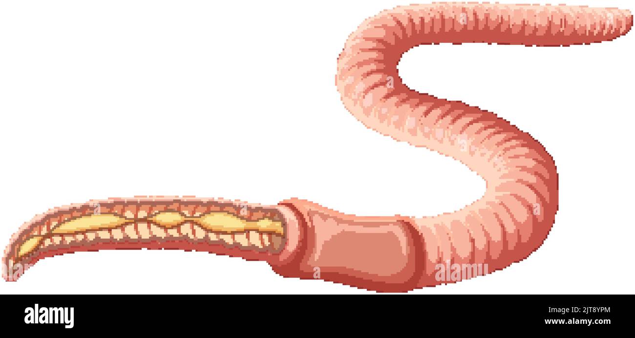 Anatomie du ver de terre Banque de photographies et d’images à haute ...