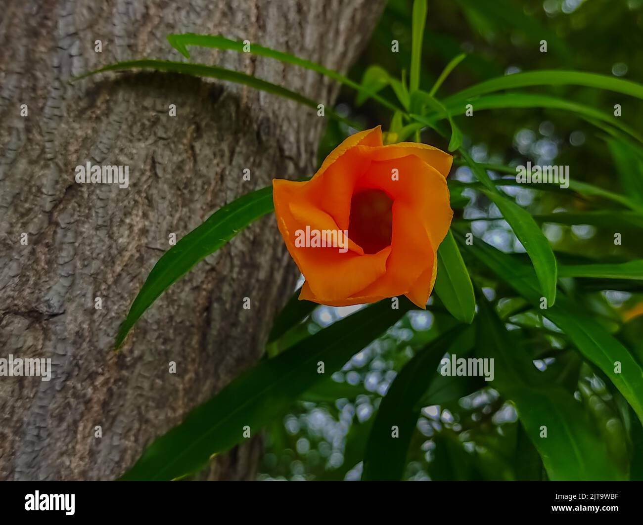 Chandata Banque de photographies et d’images à haute résolution - Alamy