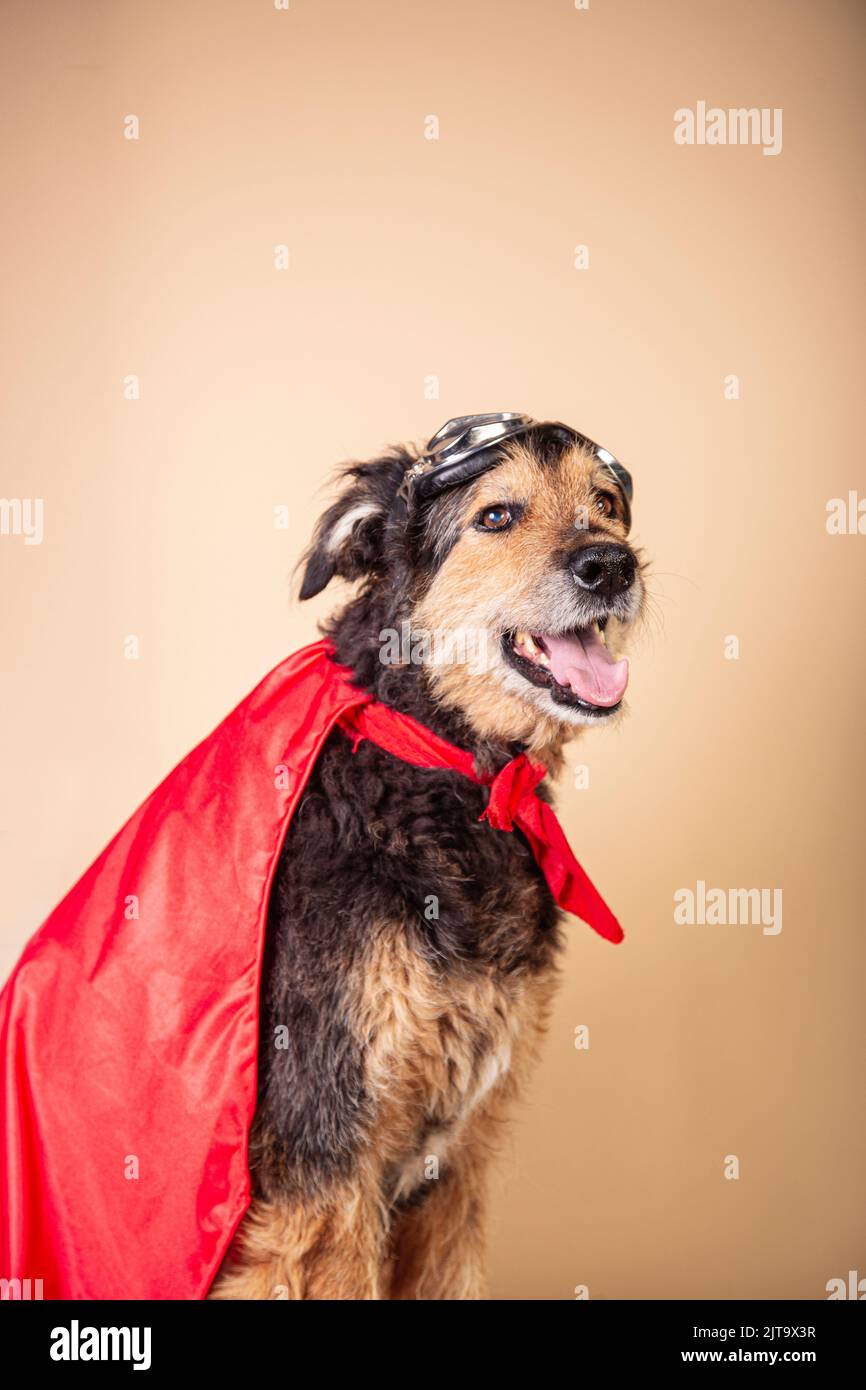 Chien mongrel drôle avec une cape rouge et des verres habillés comme un ...
