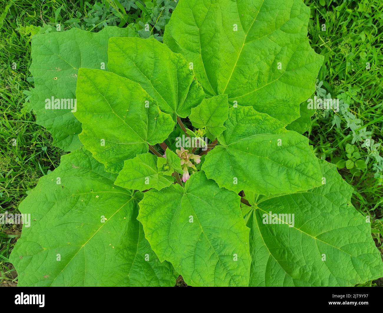 Ulat kanta Banque de photographies et d’images à haute résolution - Alamy