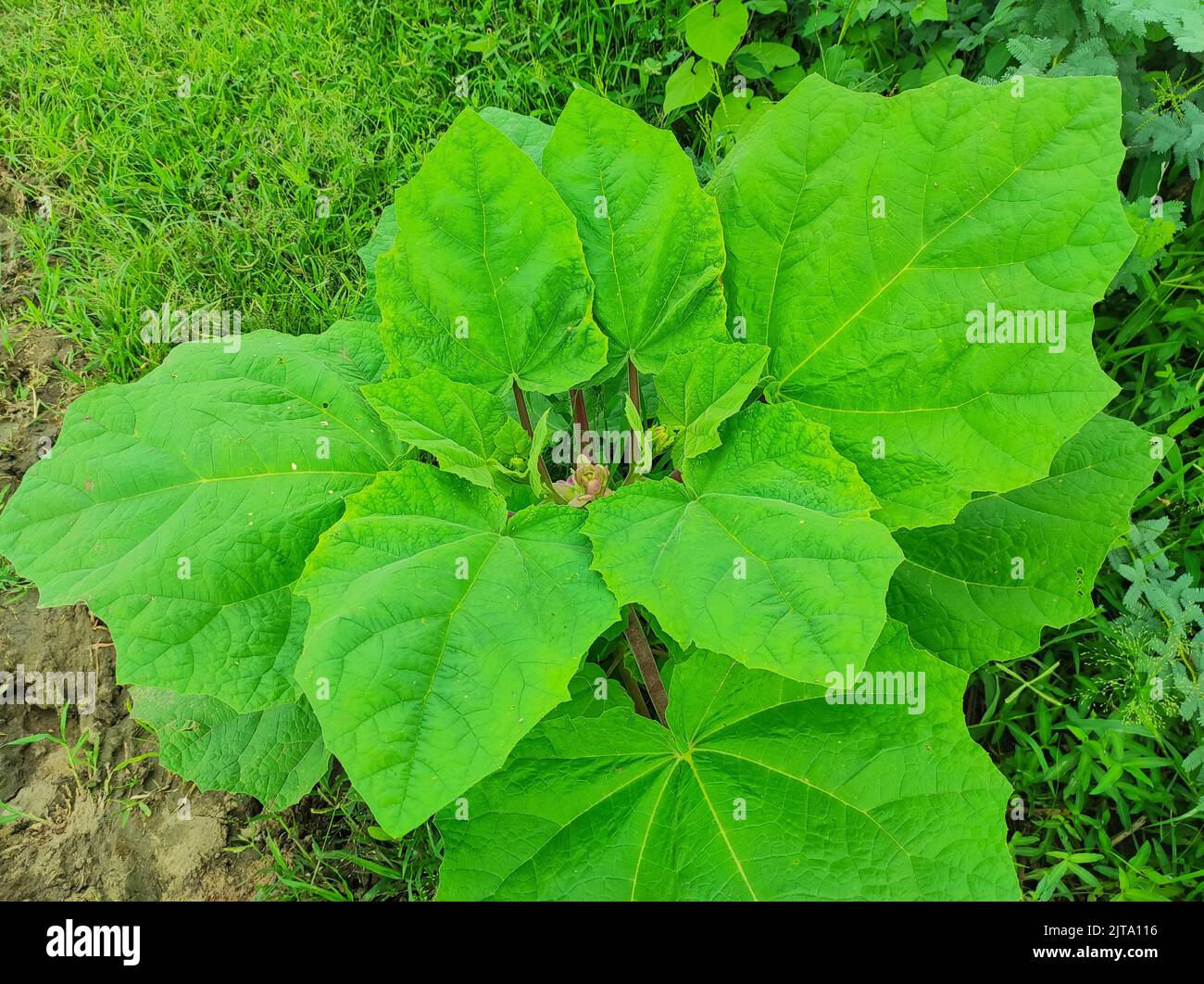 Ulat kanta Banque de photographies et d’images à haute résolution - Alamy