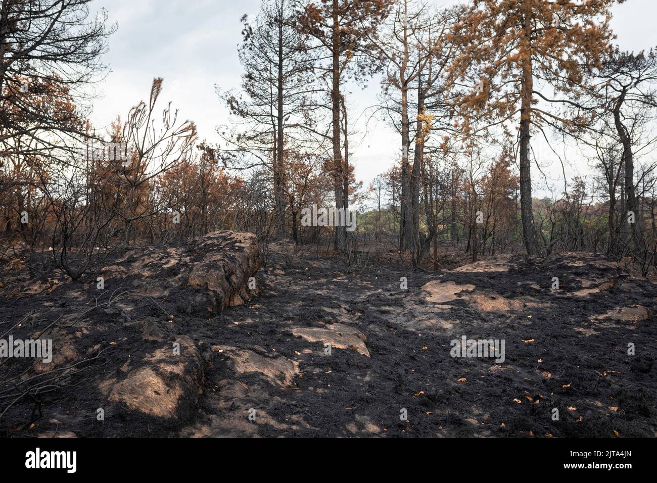 Feu de forêt de france Banque de photographies et d’images à haute ...