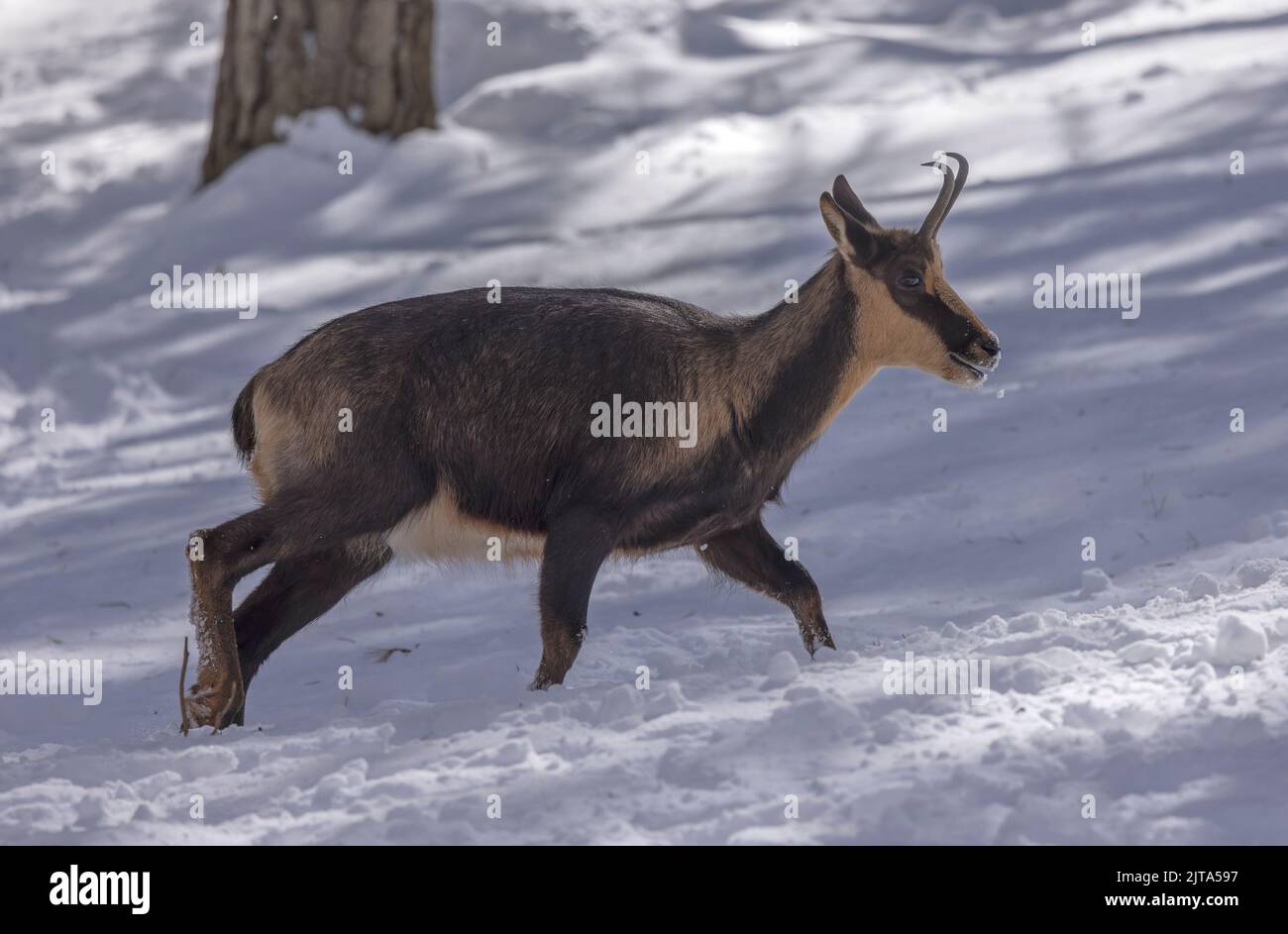 Isard pyrenees Banque de photographies et d’images à haute résolution ...