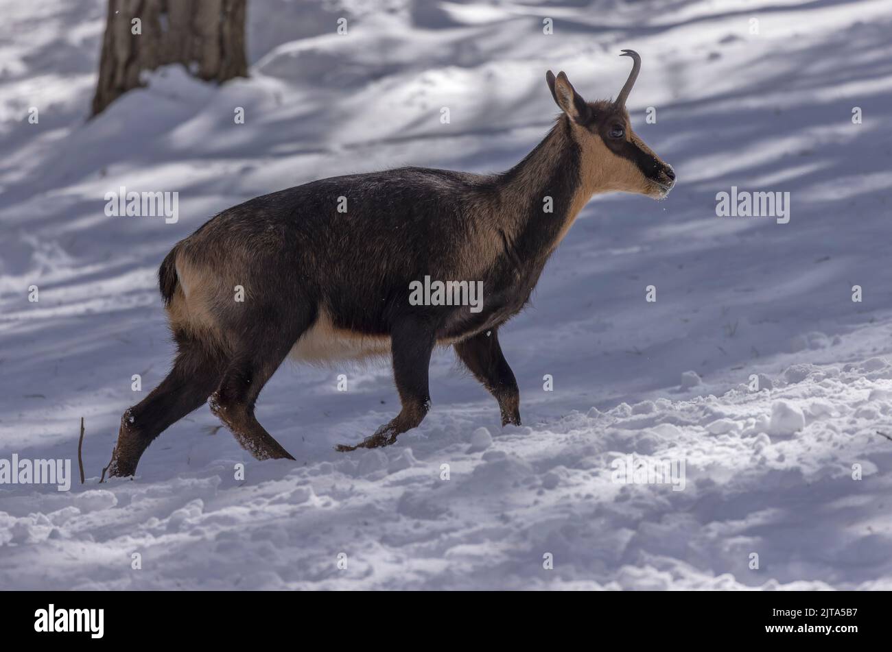 Isard pyrenees Banque de photographies et d’images à haute résolution ...