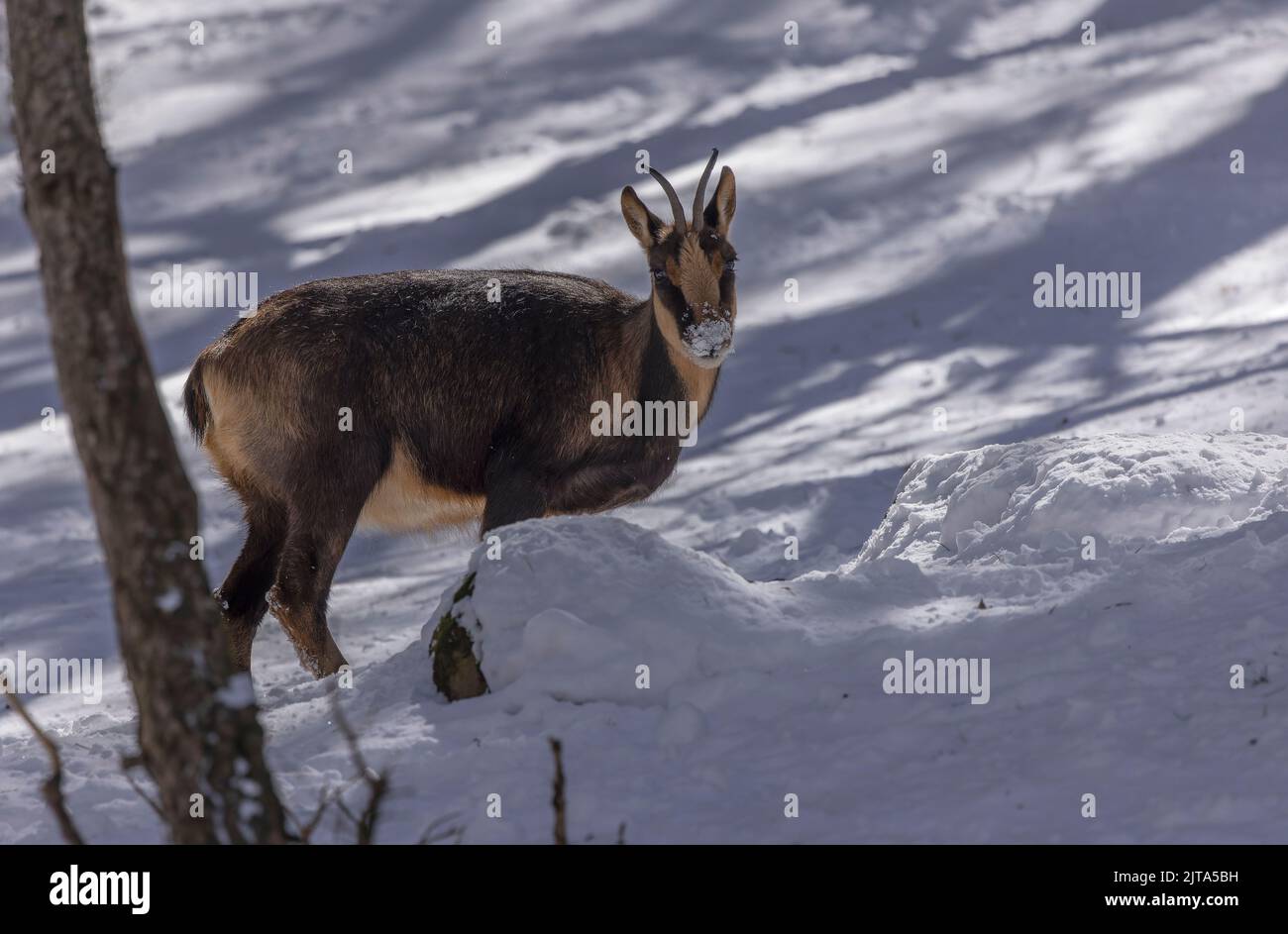 Isard pyrenees Banque de photographies et d’images à haute résolution ...