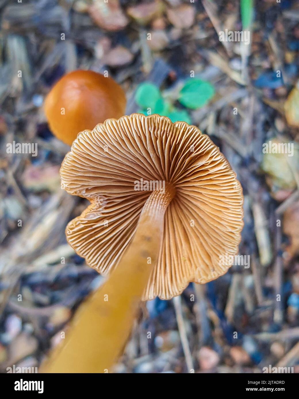 Plan vertical d'un Conocybe tenera dans une forêt pendant la journée ...