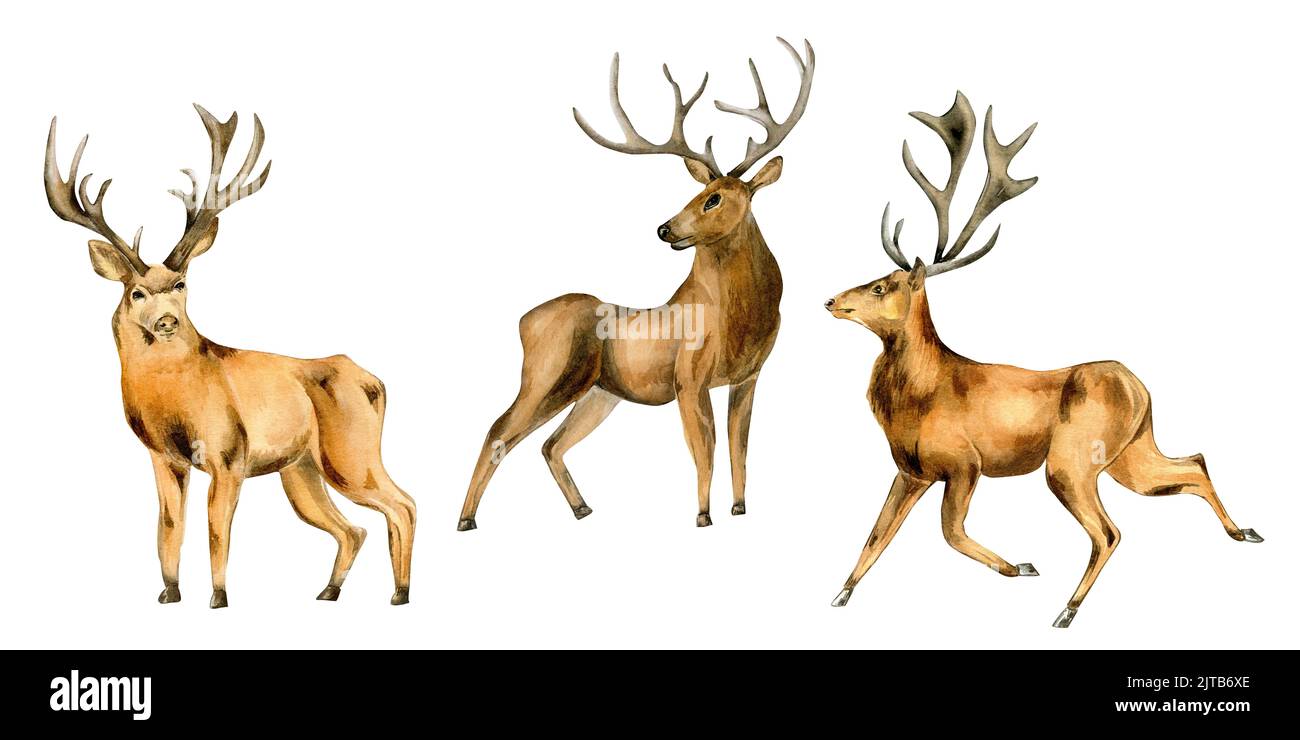 Ensemble de cerfs, animaux à cornes aquarelle illustration isolée sur ...