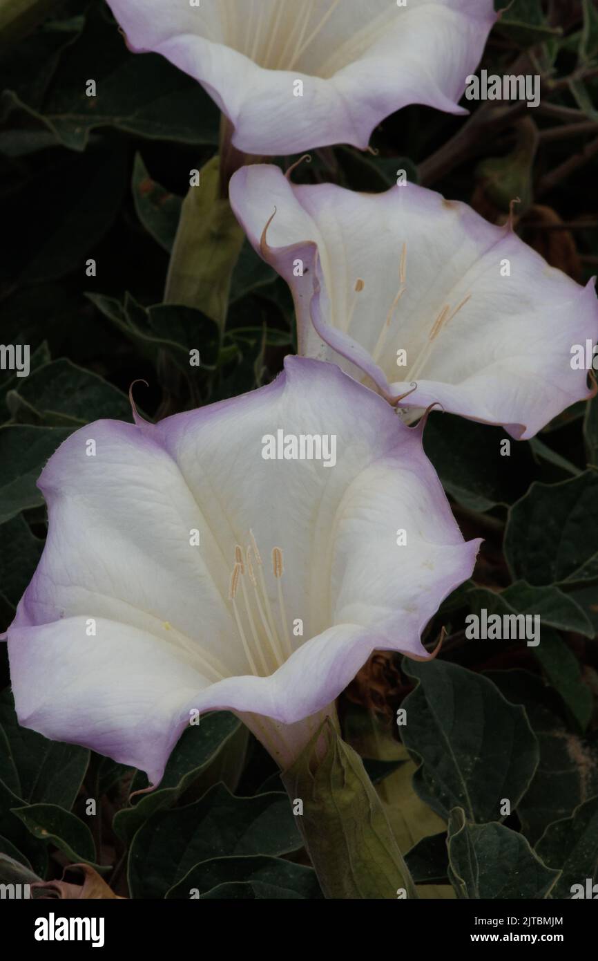 Inflorescence à cyme blanc de Datura wrightii Sacred, Solanaceae ...